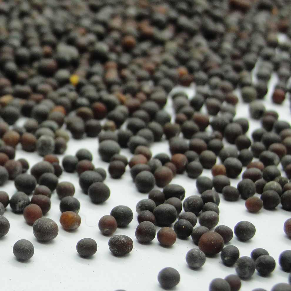 Mostaza negra entera | Venta y despacho a todo Chile – maluku